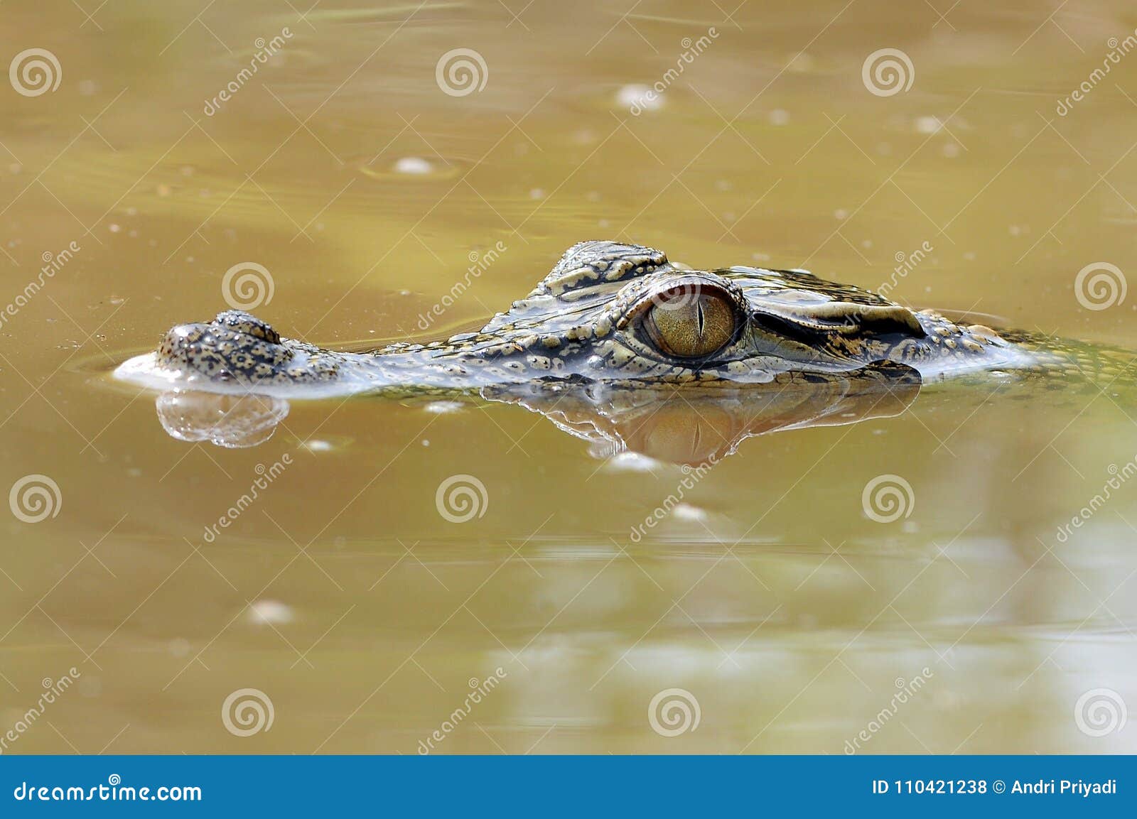 Crocodile in the water stock photo. Image of baby, indonesia - 110421238