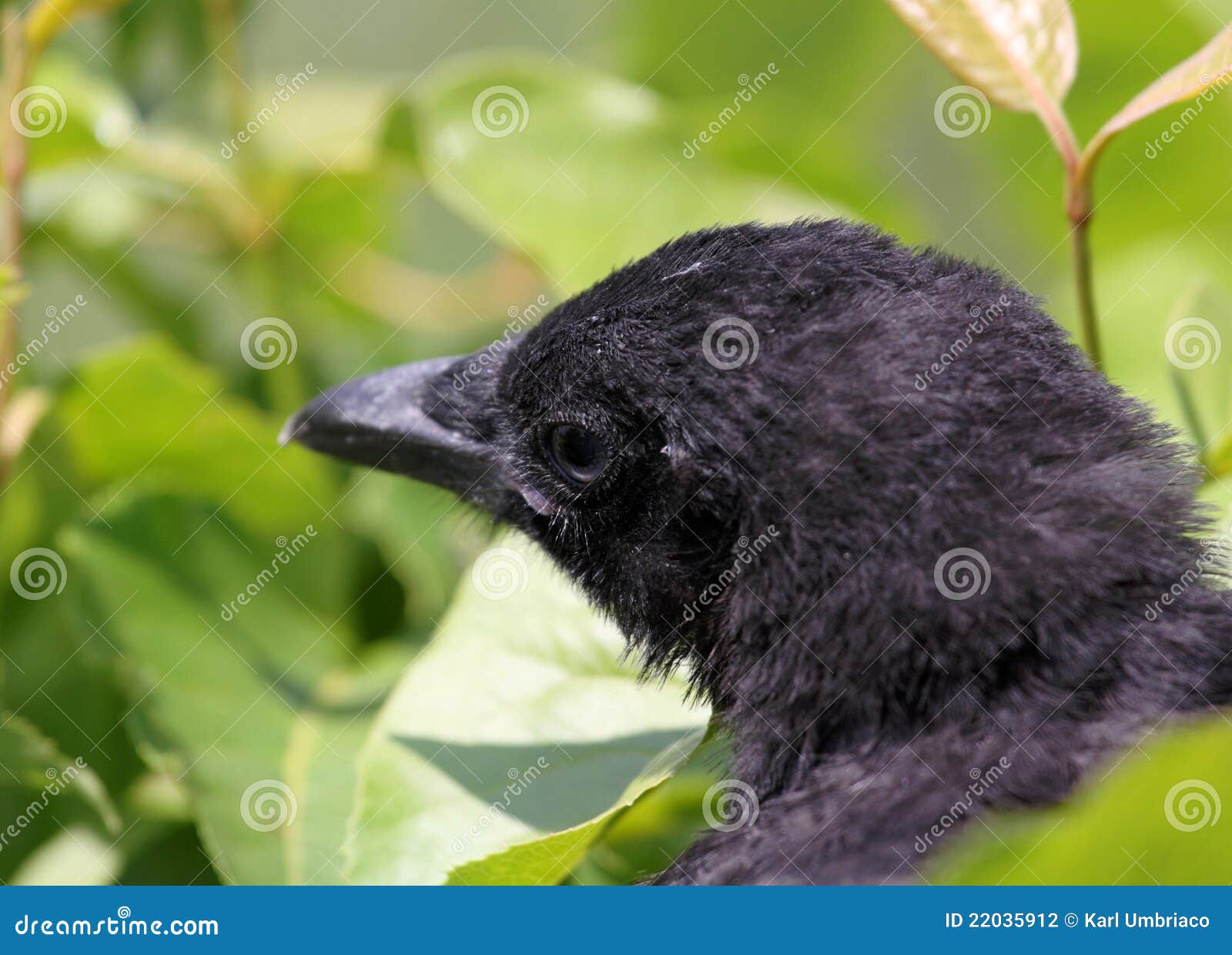 Baby Crow Is Lying In The Nest And Hatching Waiting For Their Mother ...