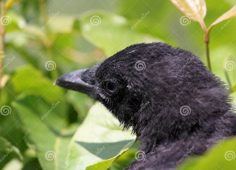 Baby crow stock photo. Image of plants, quebec, wildlife - 22035912