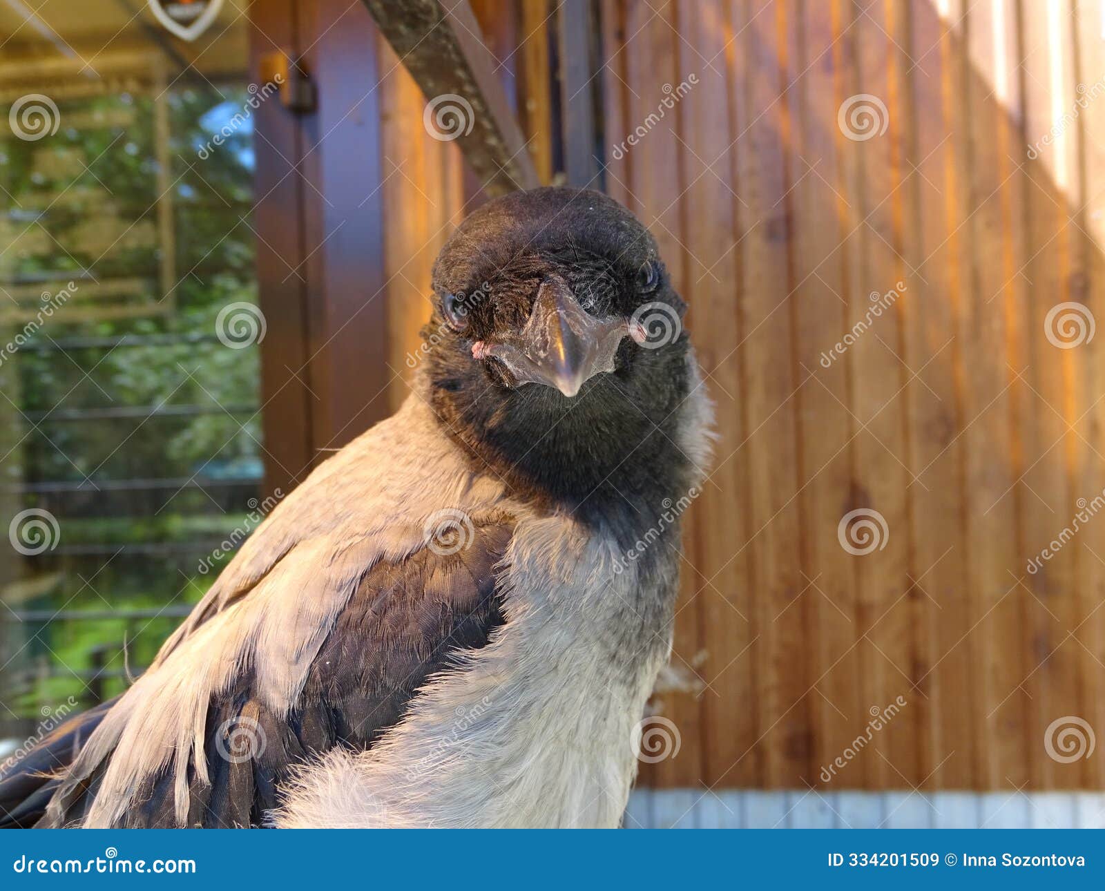 Baby crow closeup stock image. Image of crow, closeup - 334201509