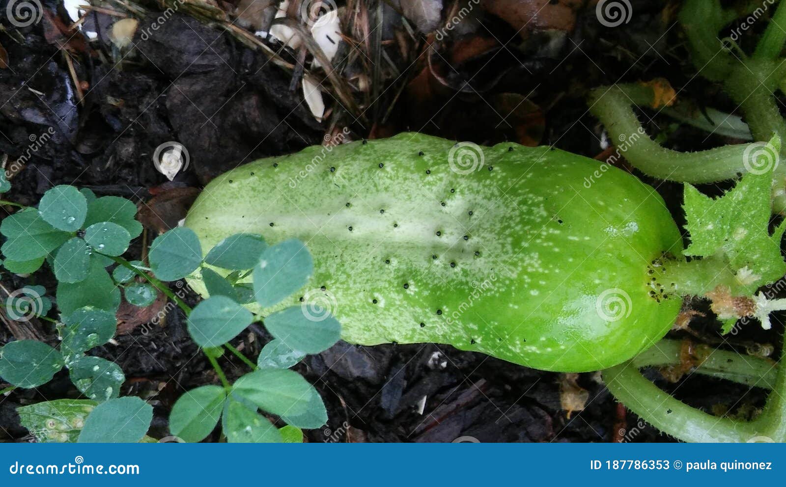A Baby Cucumber Growing Veggies Stock Image - Image of leaf, jungle ...