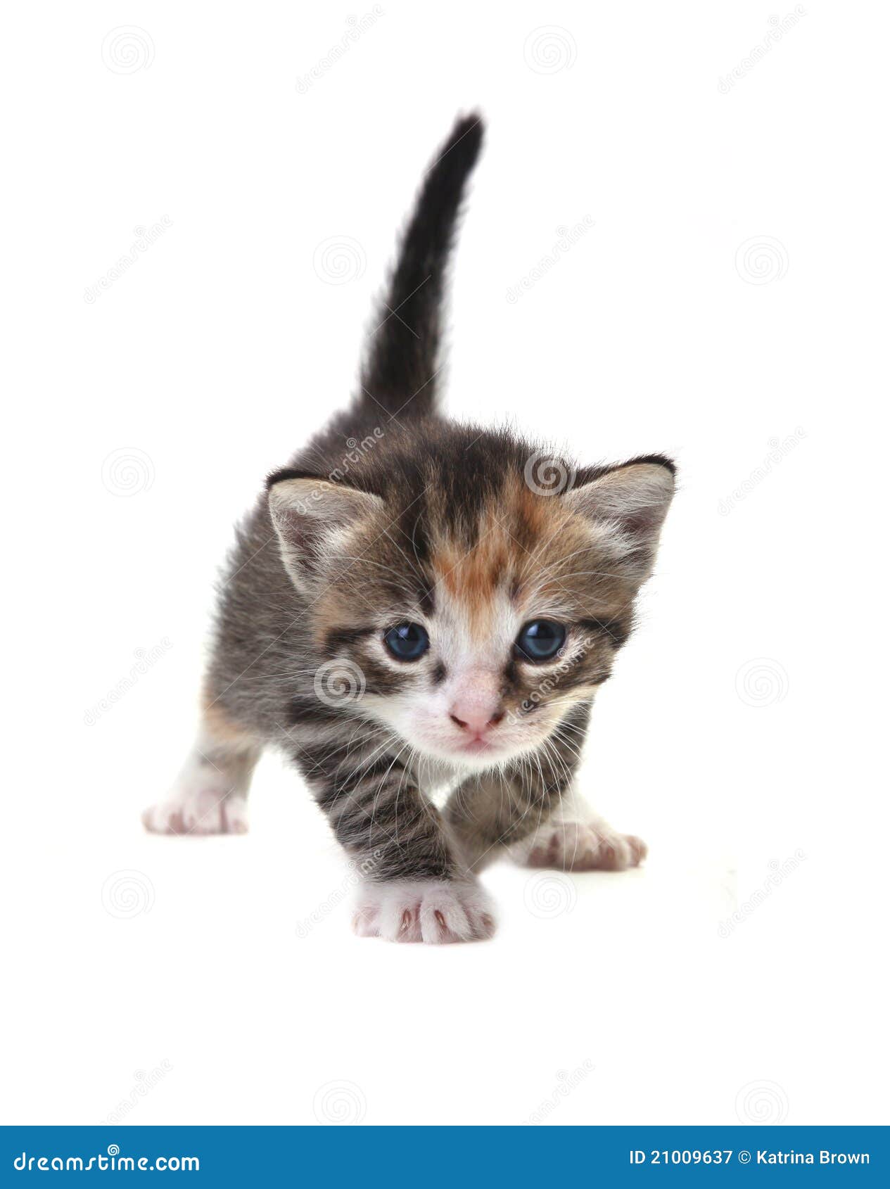 Baby Cute Kitten on a White Background Stock Image - Image of adorable ...