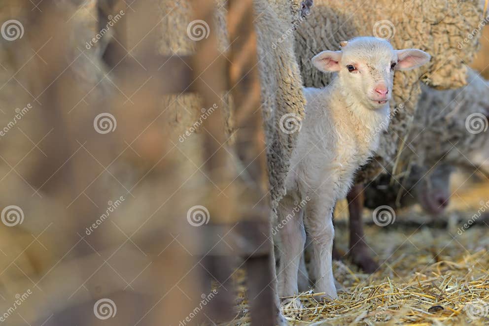Baby cute lamb in a stable stock photo. Image of white - 137594132