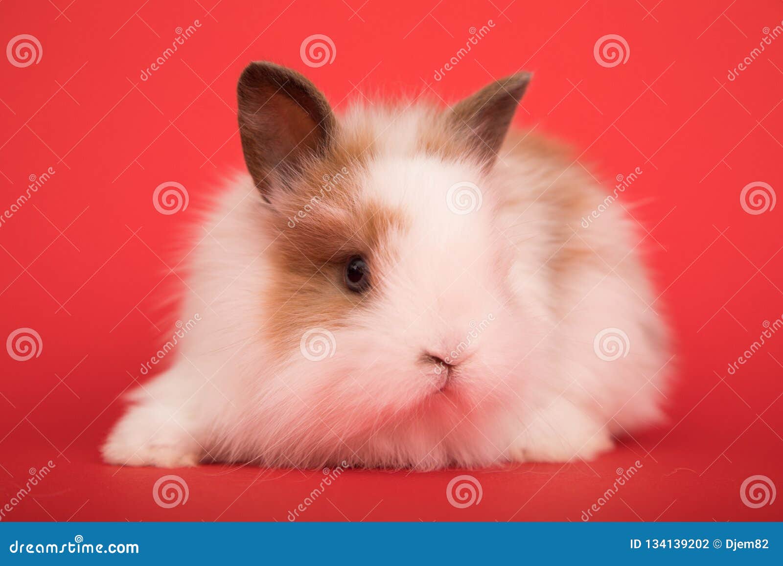 Baby cute rabbit stock photo. Image of fluff, pretty - 134139202