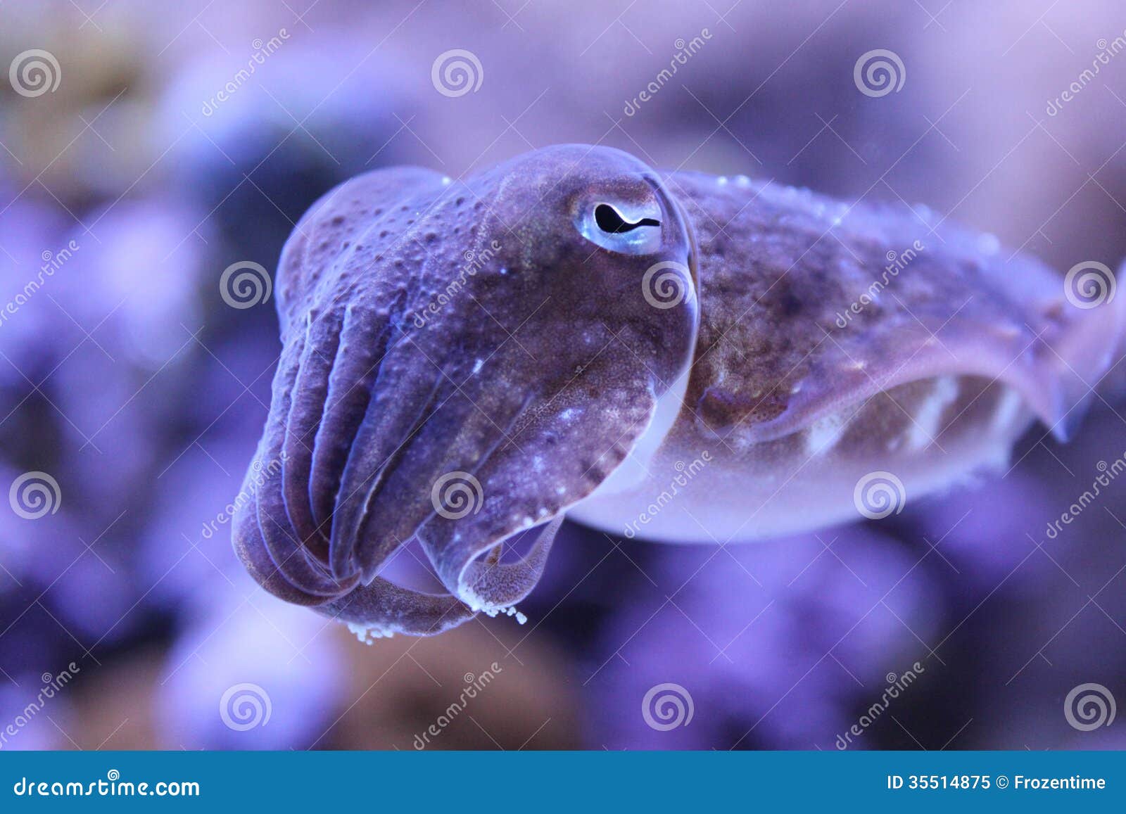 Baby Cuttle stock image. Image of blue, underwater, unique - 35514875