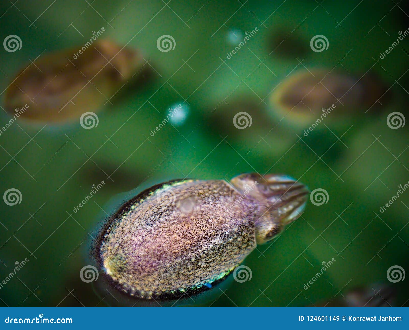 Baby cuttlefish stock image. Image of family, small - 124601149