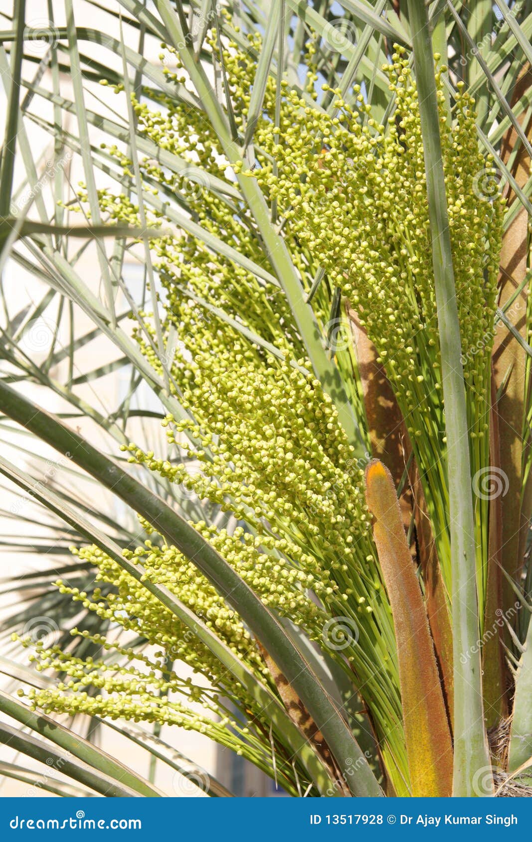 Baby Dates Popping Out from Newly Formed Stem Stock Photo - Image of ...