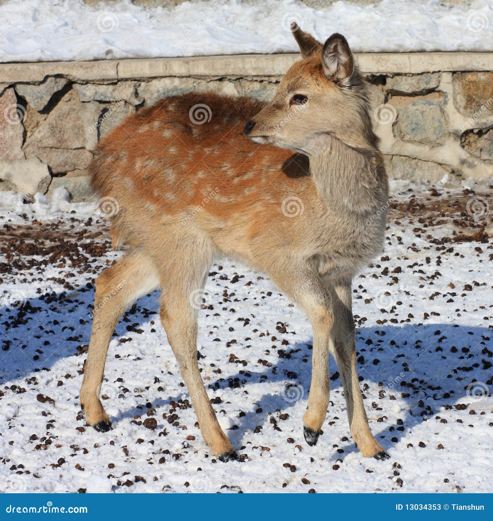 Baby deer stock image. Image of hoof, life, mammal, deer - 13034353