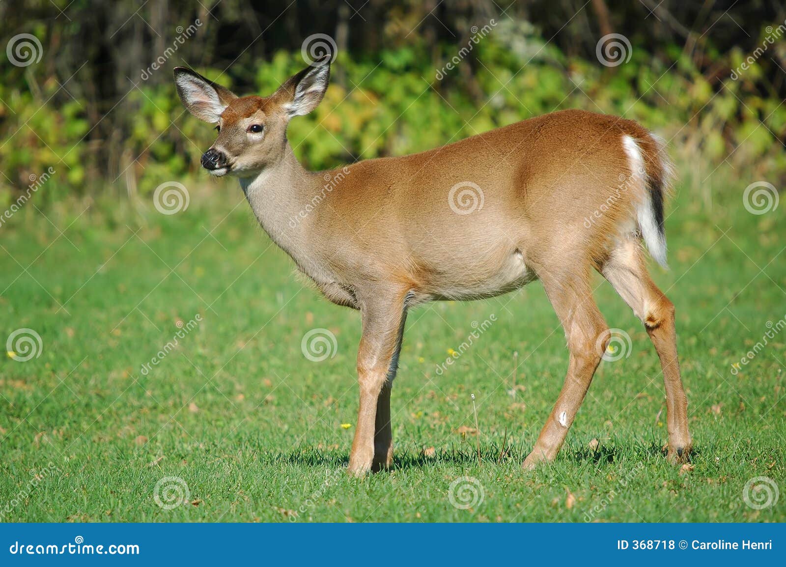 Baby deer stock photo. Image of babies, baby, nature, mammals - 368718