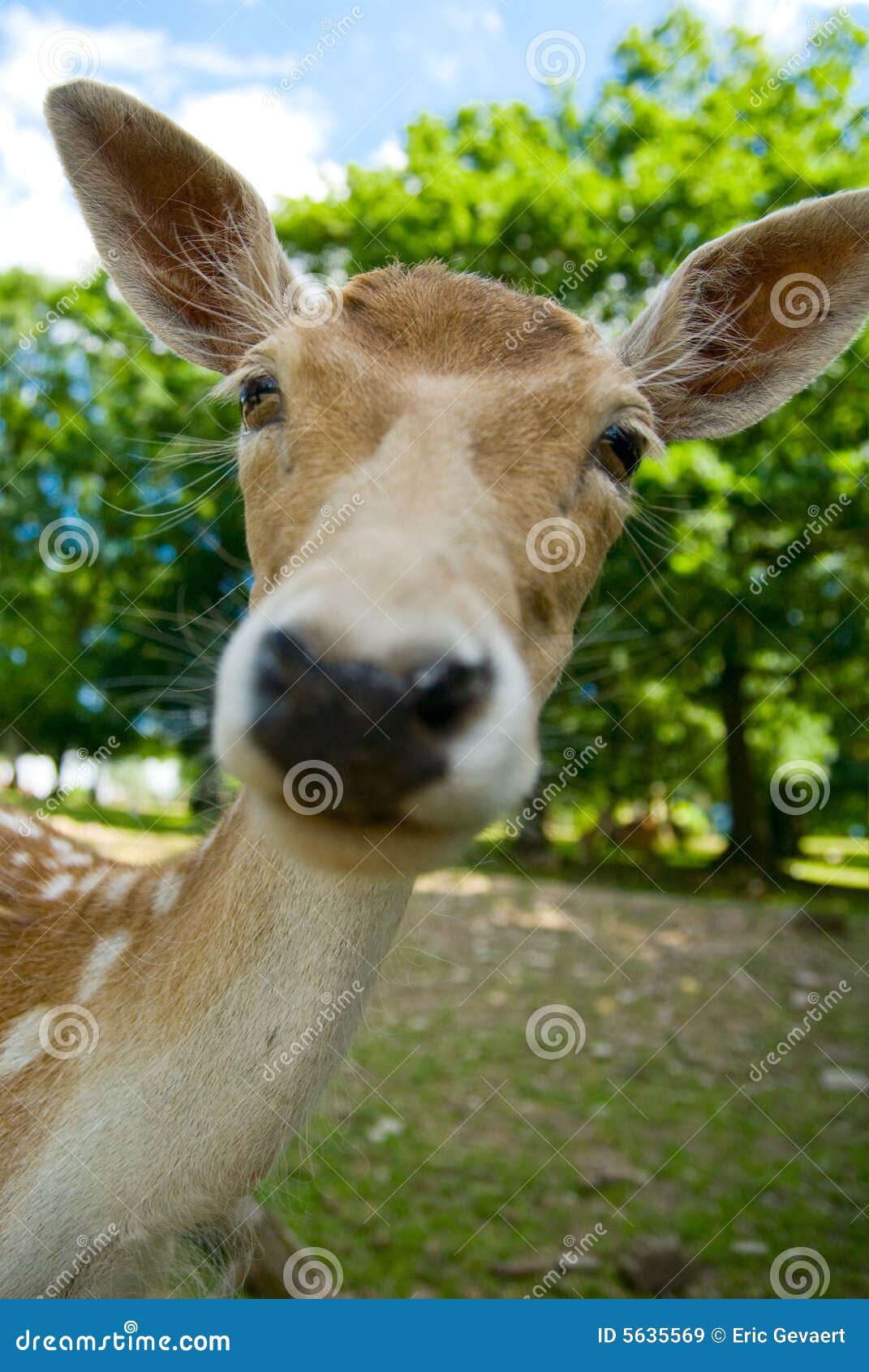 Baby Deer Face