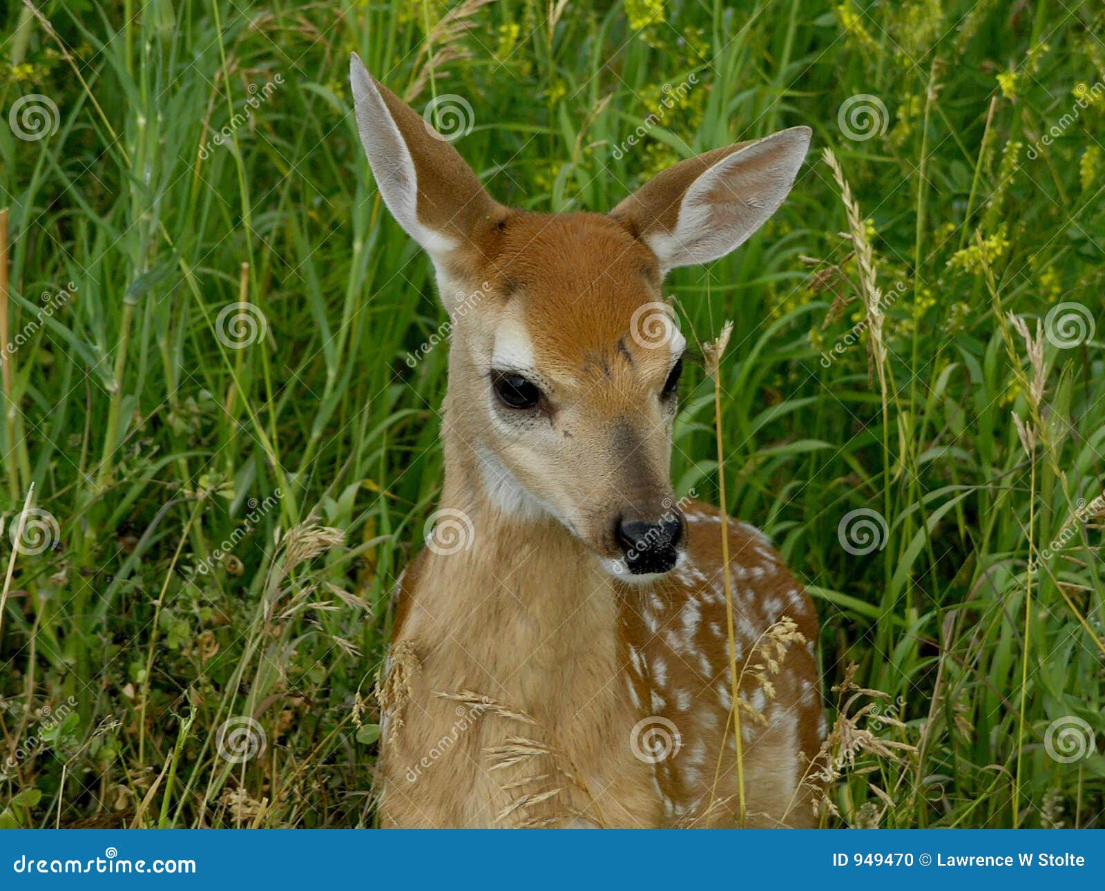 Baby Deer stock photo. Image of curious, deer, wild, spotted - 949470