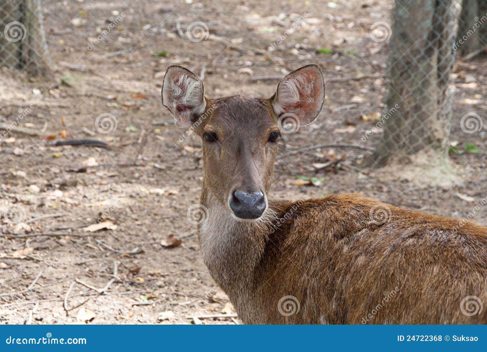 Baby deer brown. stock photo. Image of shot, wildlife - 24722368