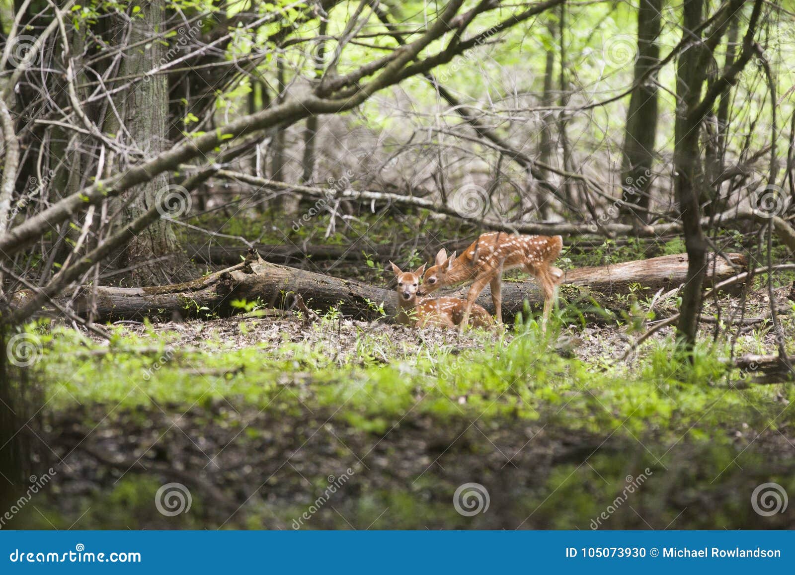 Baby Deer Cuddling in Forrest Setting Stock Photo - Image of cute ...