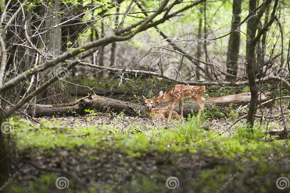 Baby Deer Cuddling in Forrest Setting Stock Photo - Image of cute ...