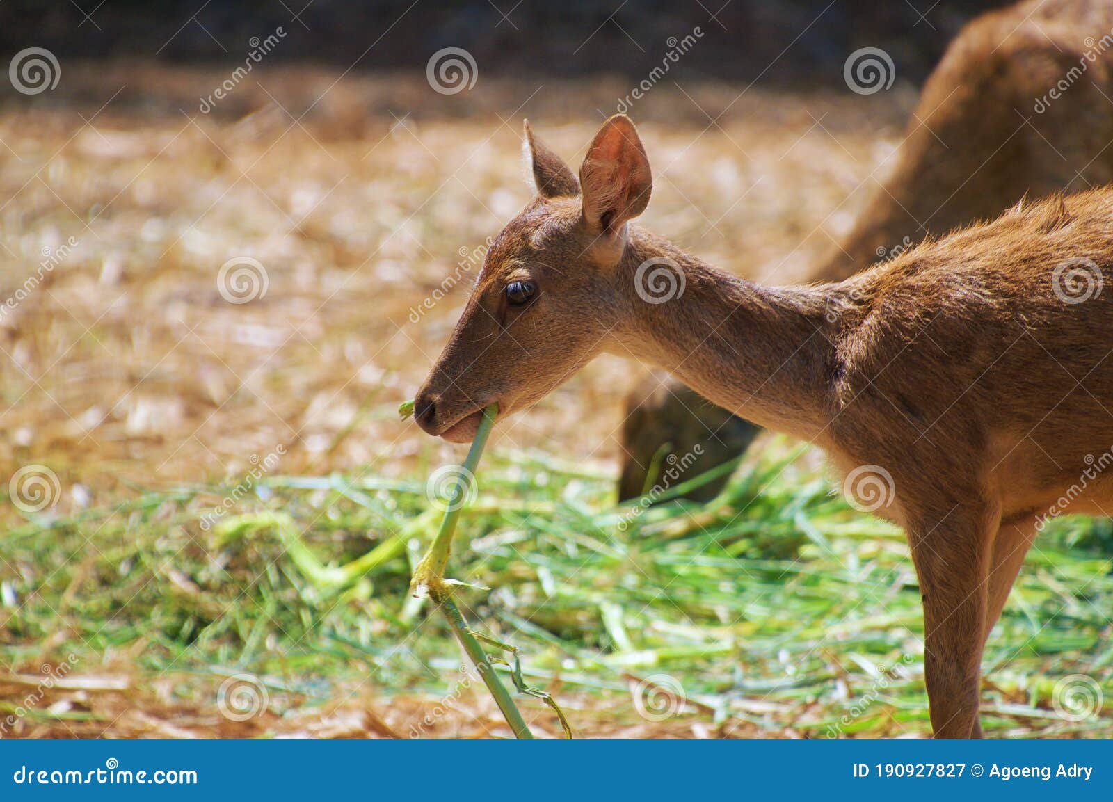 Baby Deer is Eating in the Field Stock Image - Image of beautiful ...