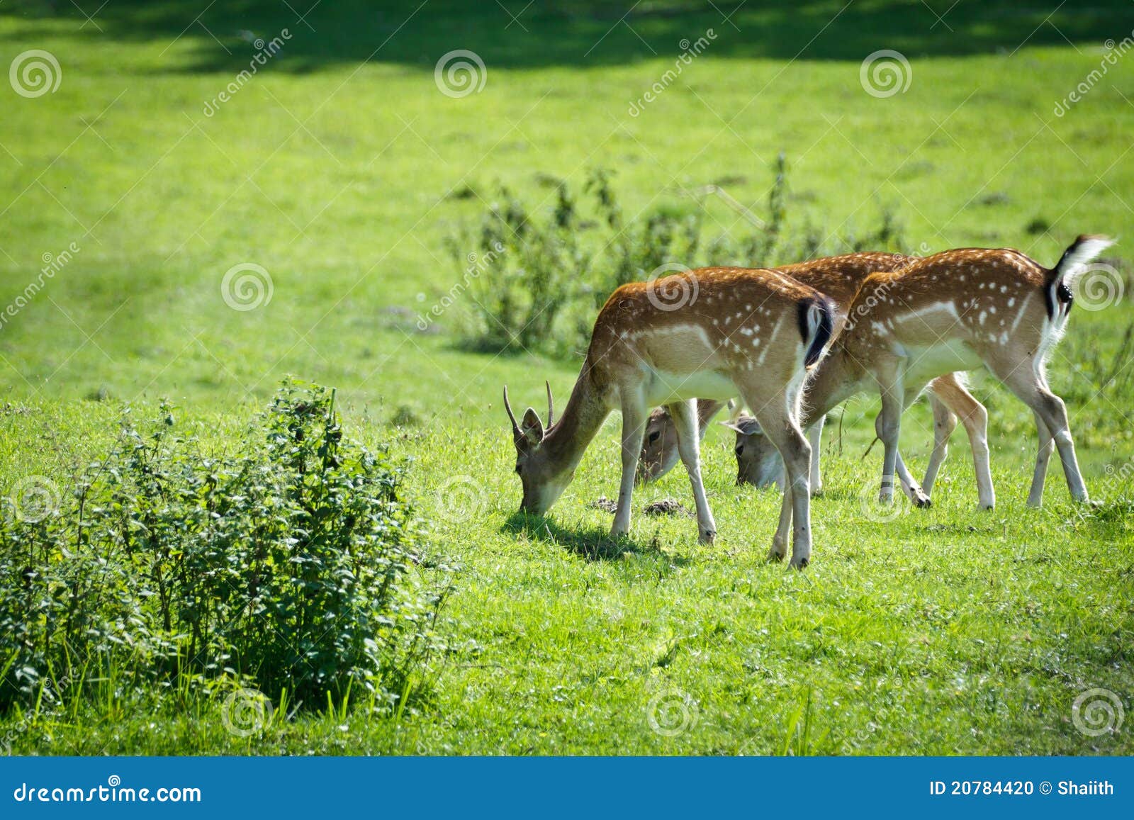 Baby Deer Eating Grass on the Meadow Stock Photo - Image of nature ...