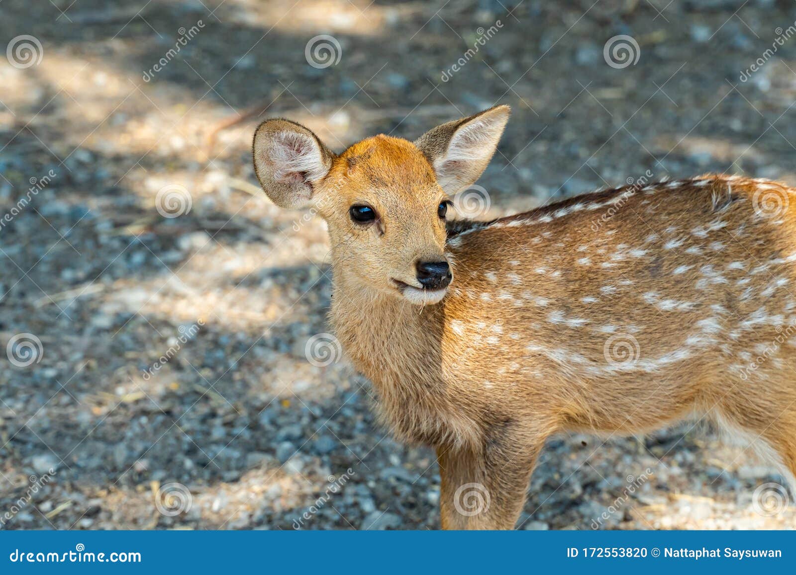 Baby Deer or Fawn in the Wild Forest Stock Photo - Image of season ...