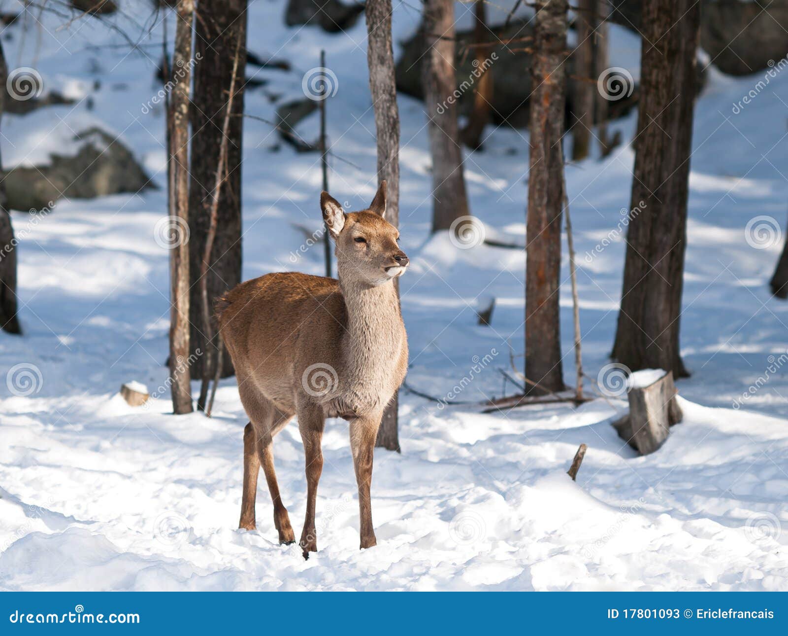 Baby deer fawn in winter stock image. Image of head, elaphus - 17801093
