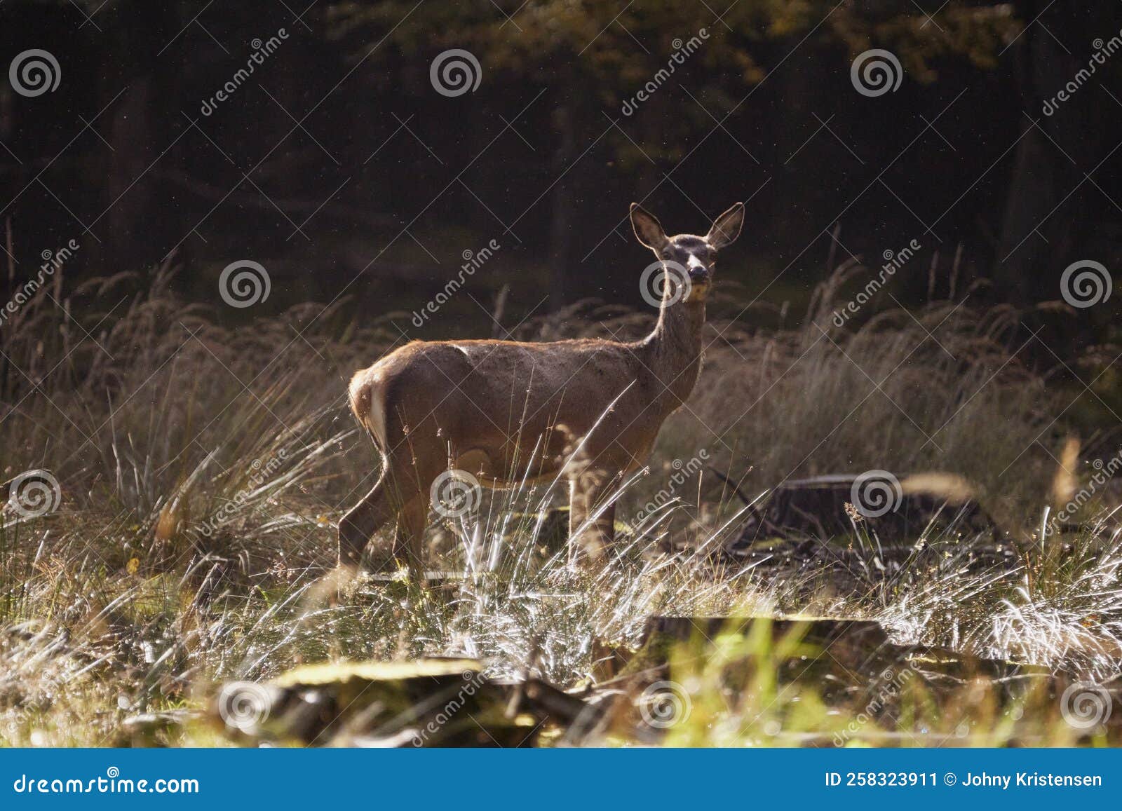 Baby deer in forest stock image. Image of nature, green - 258323911