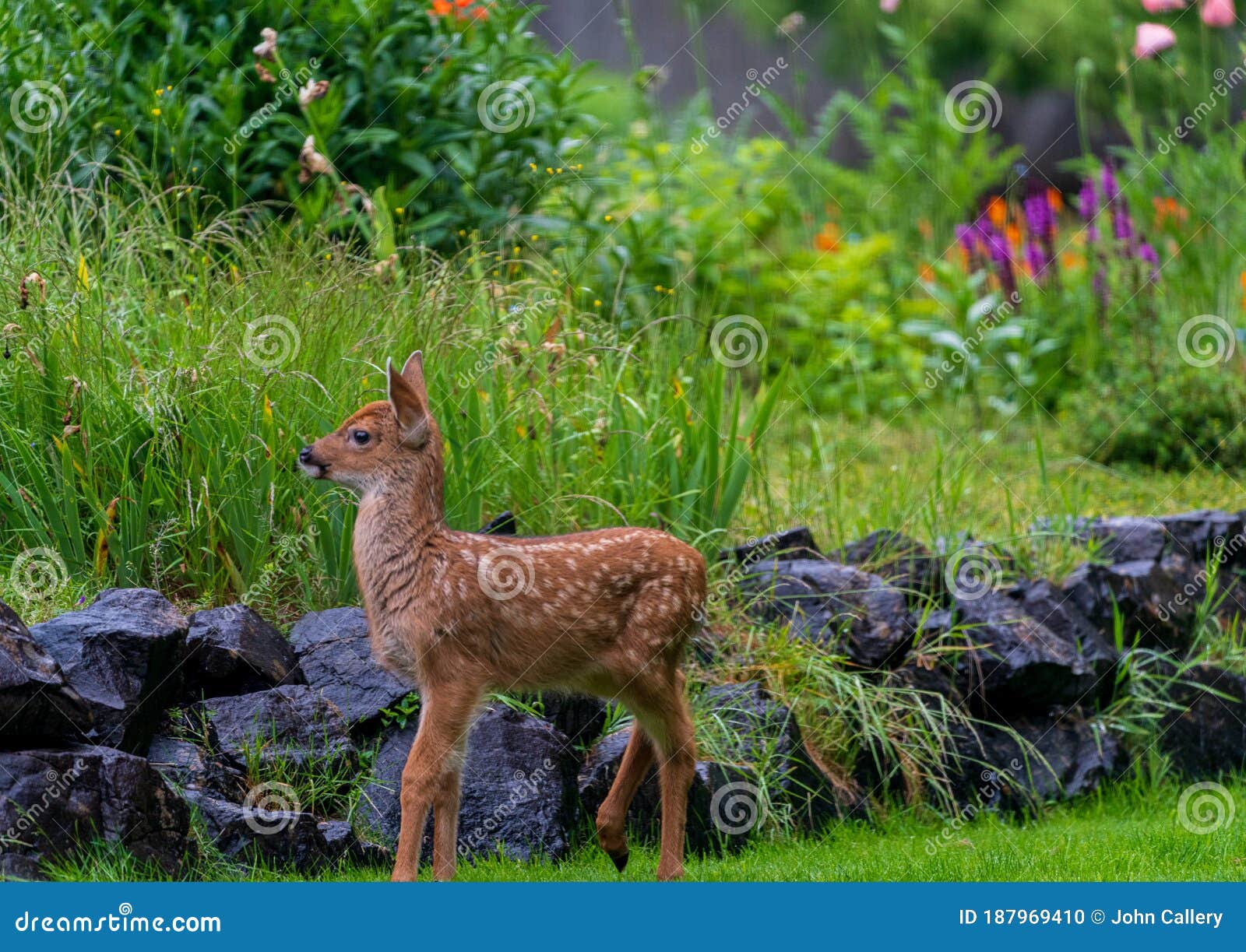Baby Deer by the Garden in Spring Time Stock Photo - Image of time ...