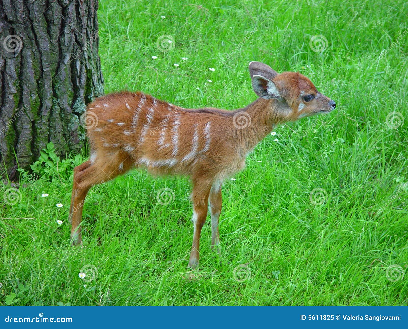 Baby deer-goat stock image. Image of eyes, hair, mammal - 5611825