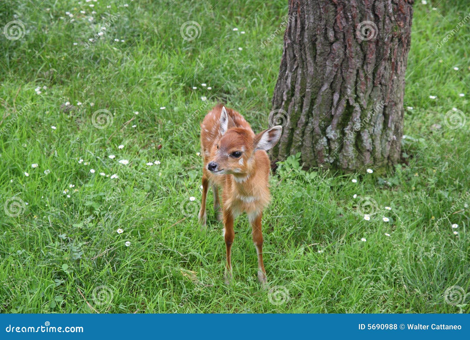Baby Deer-Goat stock photo. Image of mammal, goat, spotted - 5690988