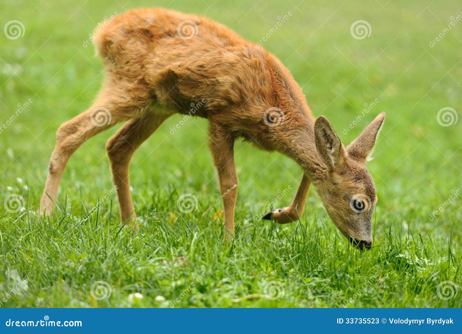 Baby deer stock image. Image of grasslands, giant, outdoors - 33735523