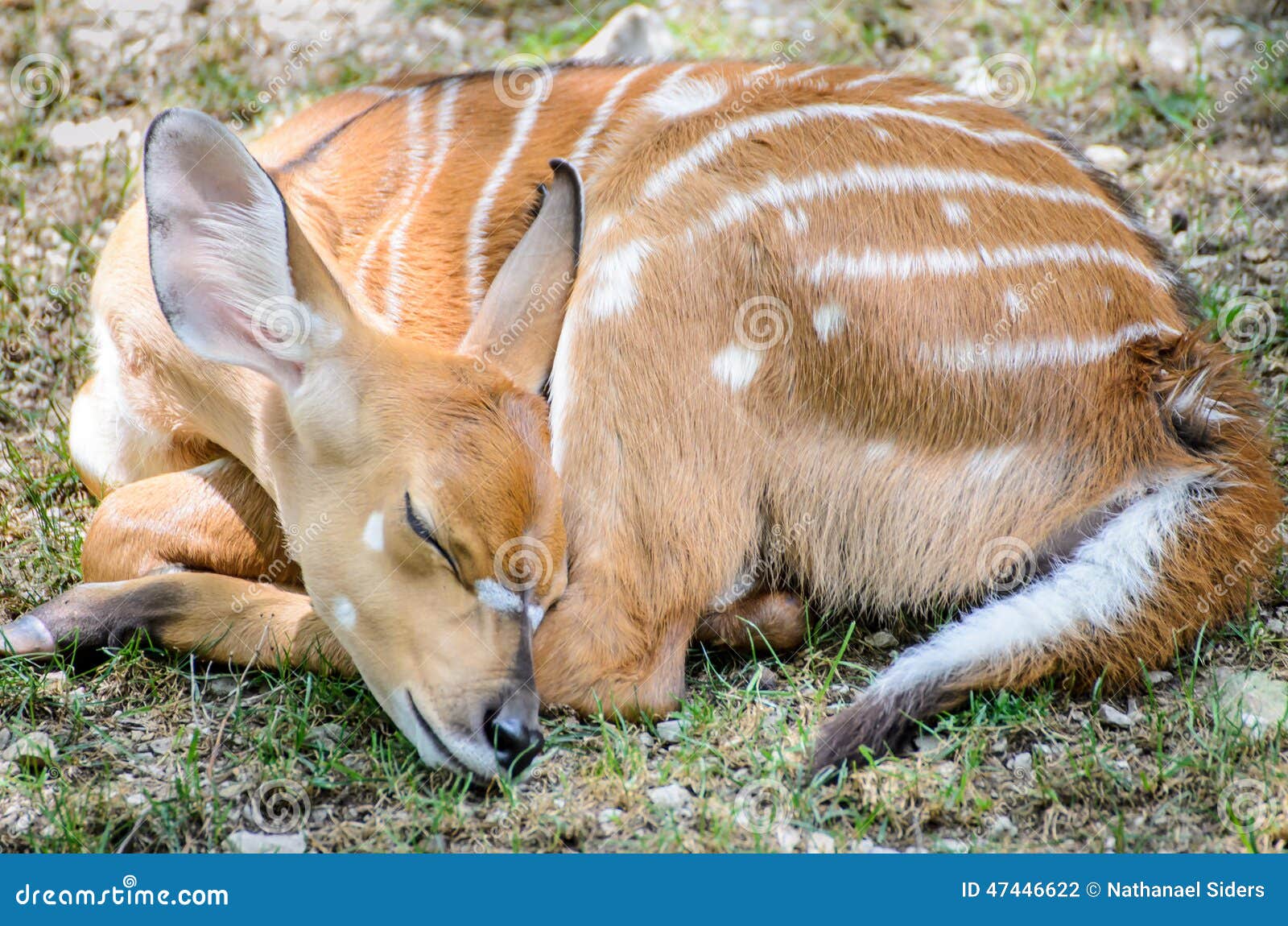 Baby Deer Sleeping stock photo. Image of sleep, deer - 47446622