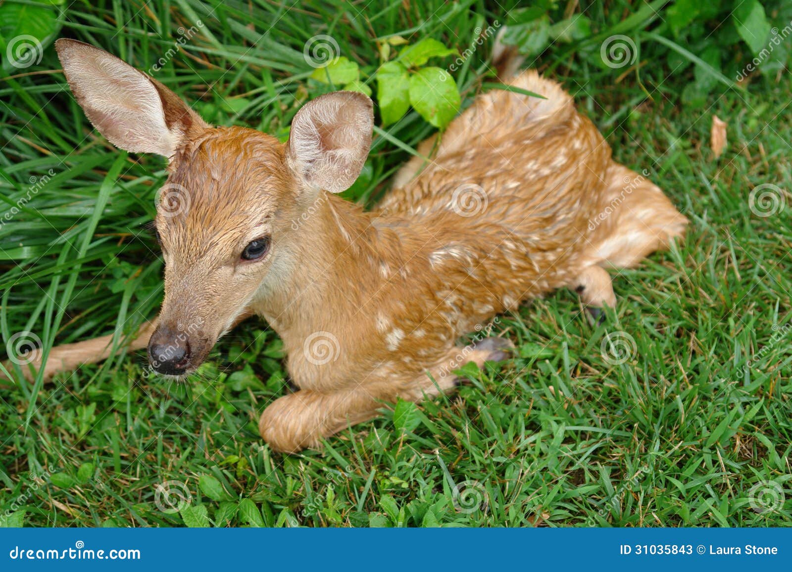 A Baby Deer Fawn Hiding On The Forest Ground. Wild Deer Child In The ...