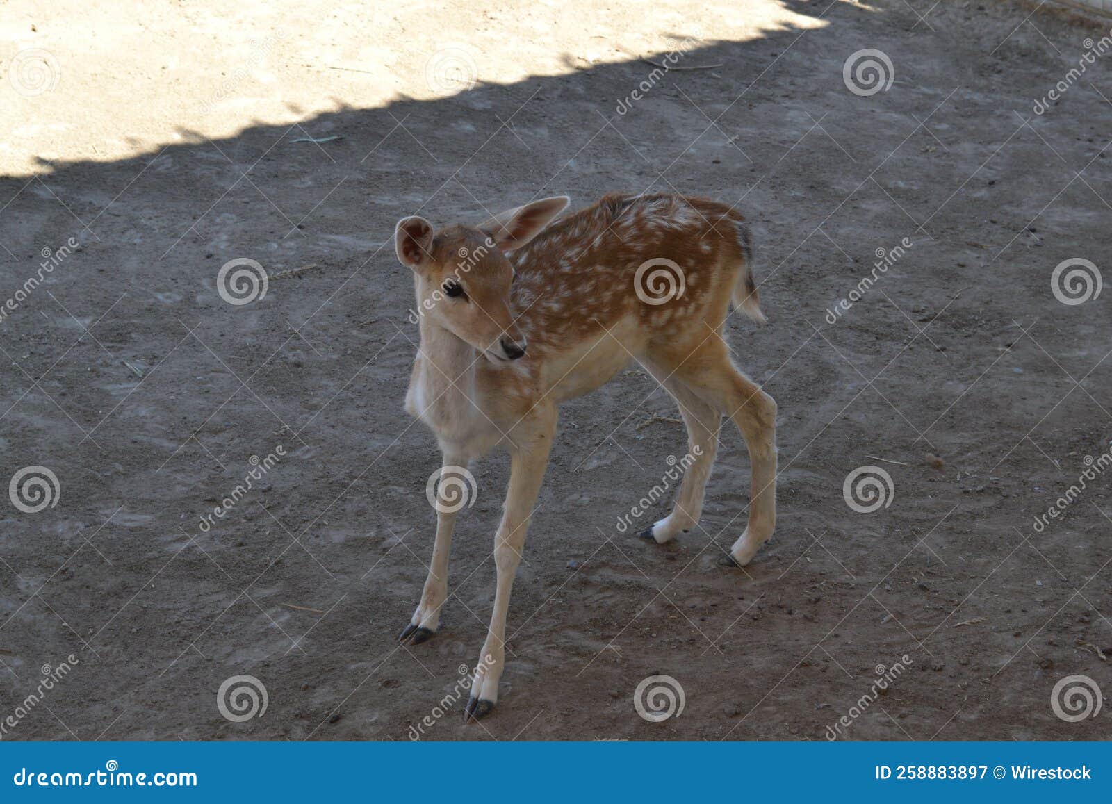 Baby Deer Standing in the Shadows Stock Image - Image of background ...