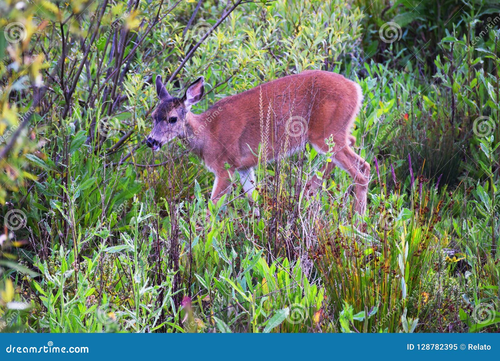 868 Baby Deer Walking Photos - Free & Royalty-Free Stock Photos from ...