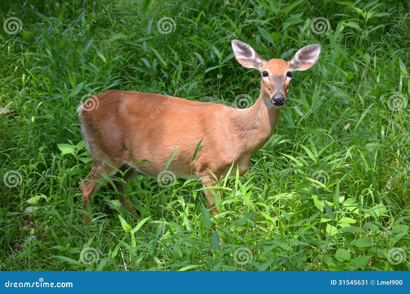 Baby Deer stock image. Image of beautiful, outdoors, brown - 31545631