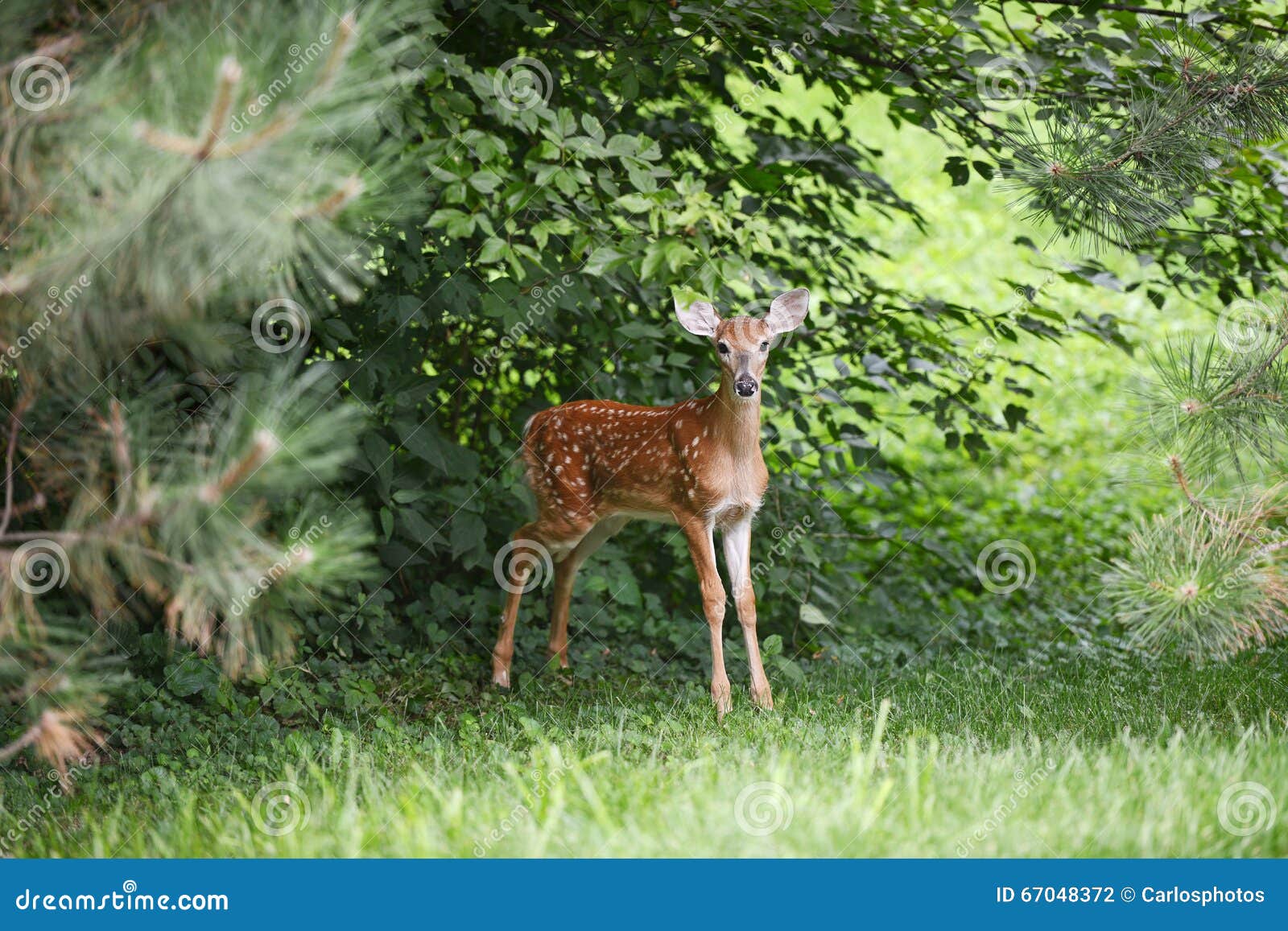A Baby Deer Fawn Hiding On The Forest Ground. Wild Deer Child In The ...