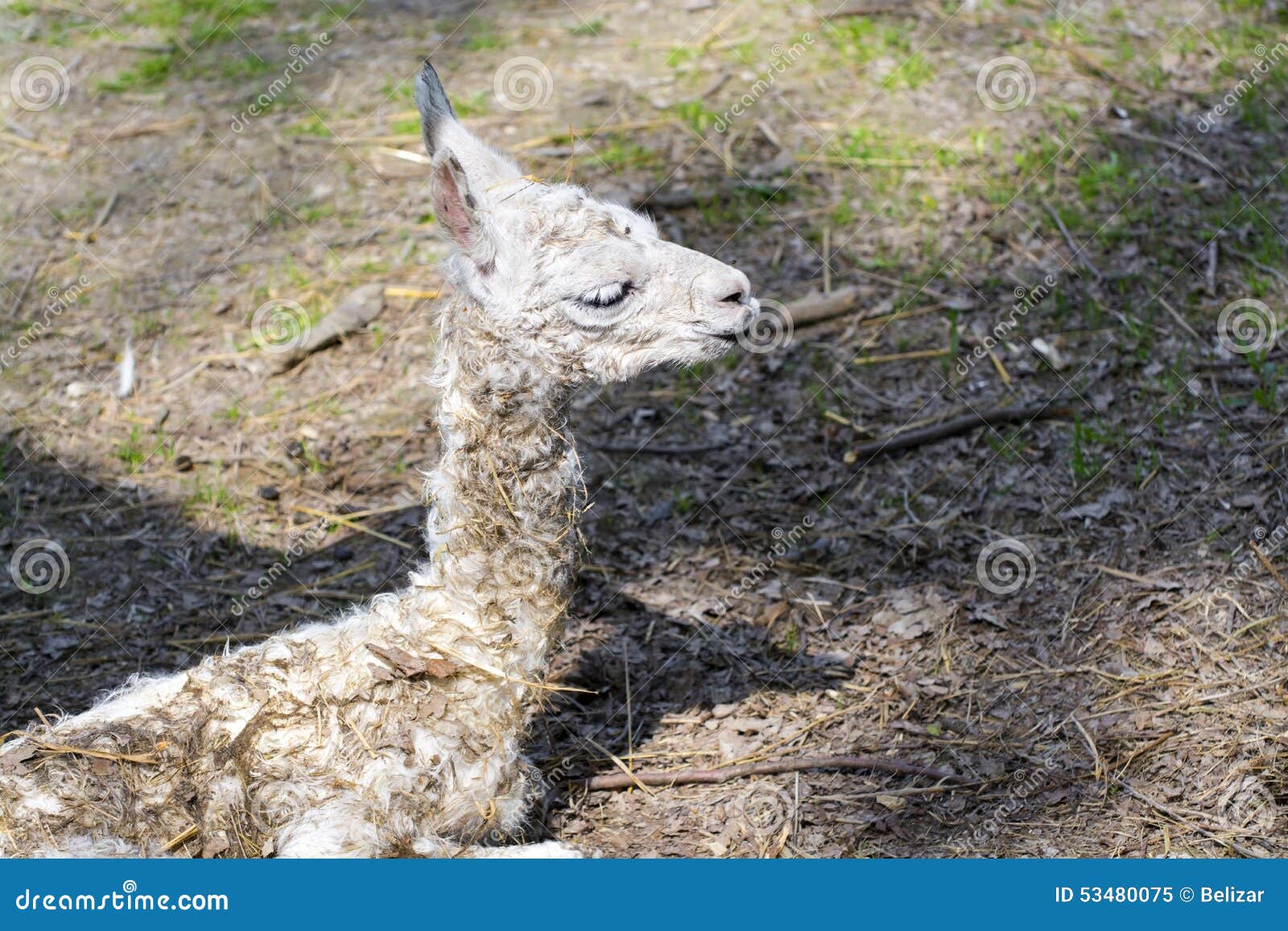 Baby Des Lamas (Lama Glama) Stockbild - Bild von neugeboren, süd: 53480075