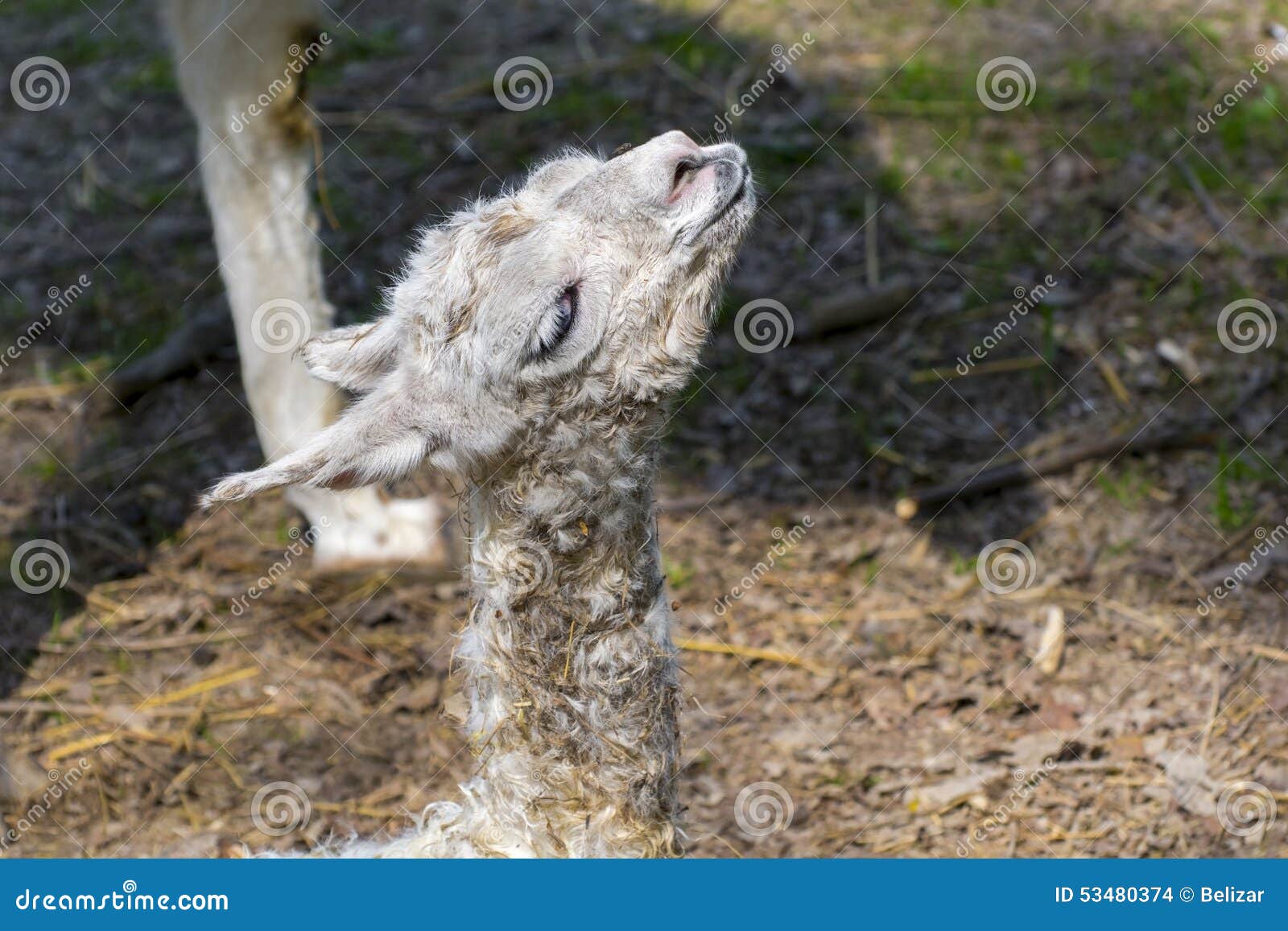 Baby Des Lamas (Lama Glama) Stockfoto - Bild von schätzchen ...