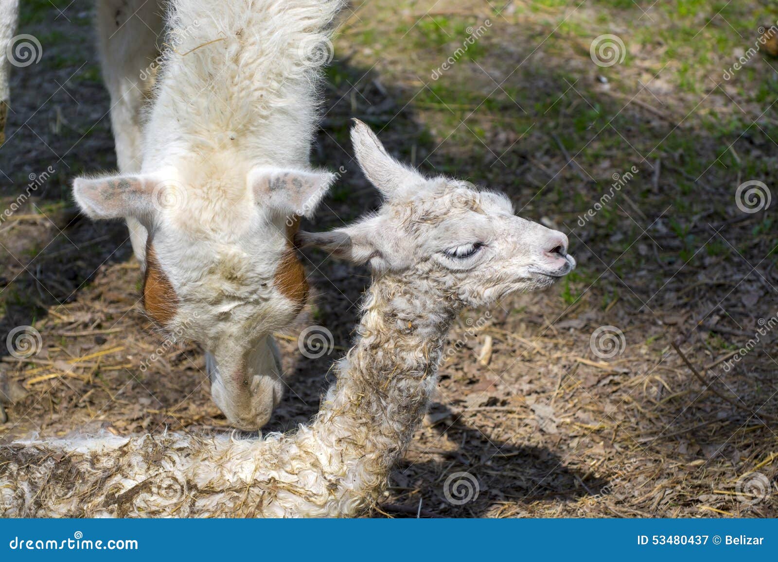 Baby Des Lamas (Lama Glama) Stockbild - Bild von getragen, lange: 53480437