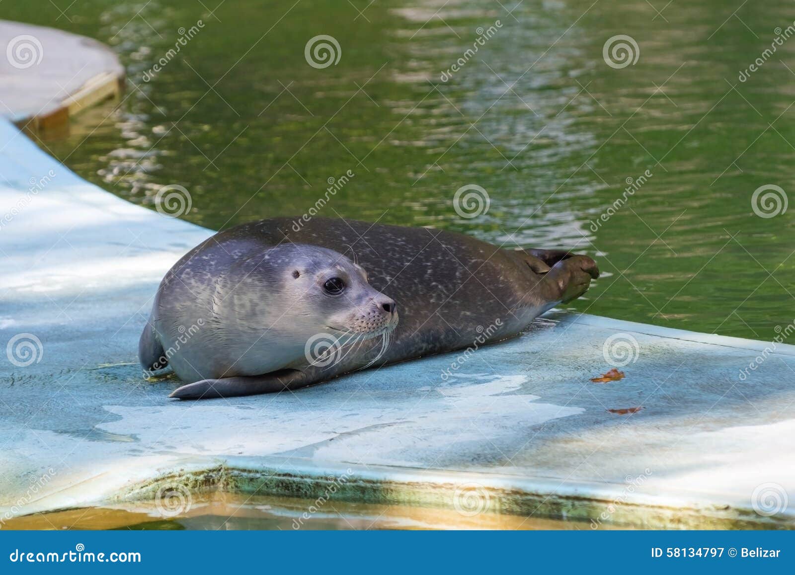 Baby Des Seehunds (Phoca Vitulina) Stockbild - Bild von europäisch ...