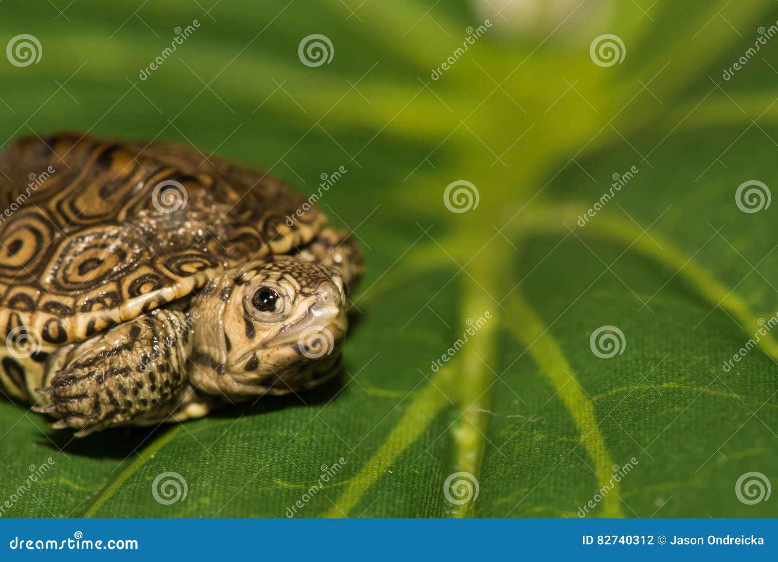 Baby Diamondback Terrapin stock photo. Image of adorable - 82740312