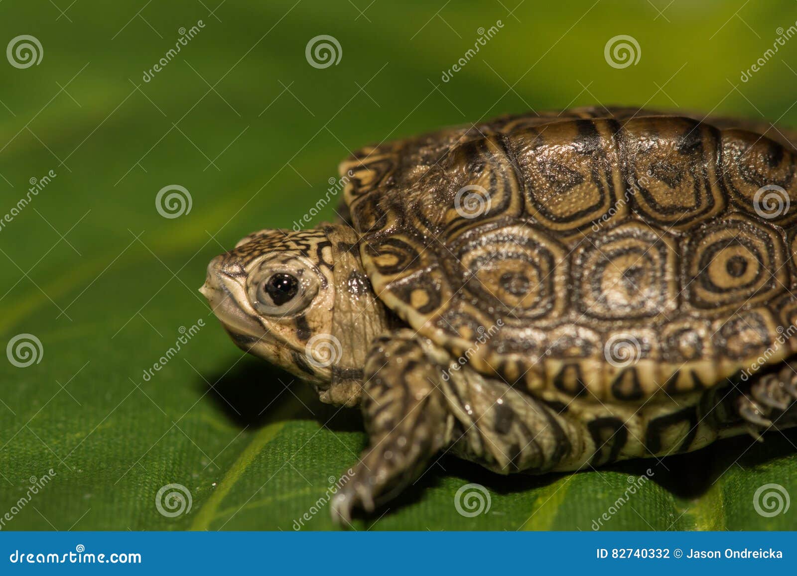 Baby Diamondback Terrapin stock photo. Image of hatchling - 82740332