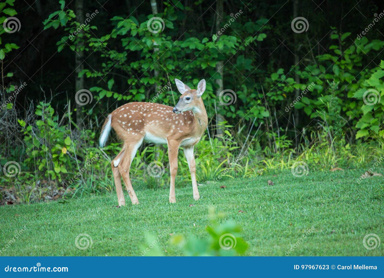 Baby Doe Deer Standing in Grass Stock Image - Image of outdoor, grass ...