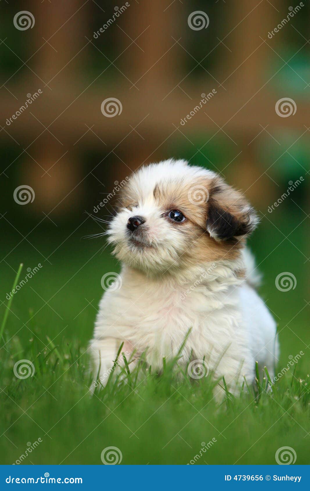 Baby Dog Picture. Image: 4739656