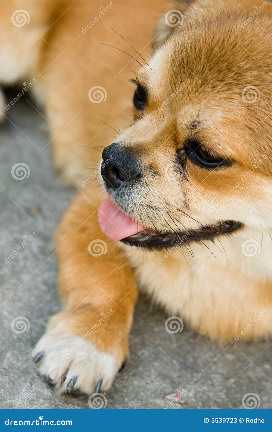 Baby dog stock image. Image of little, canine, hound, friend - 5539723