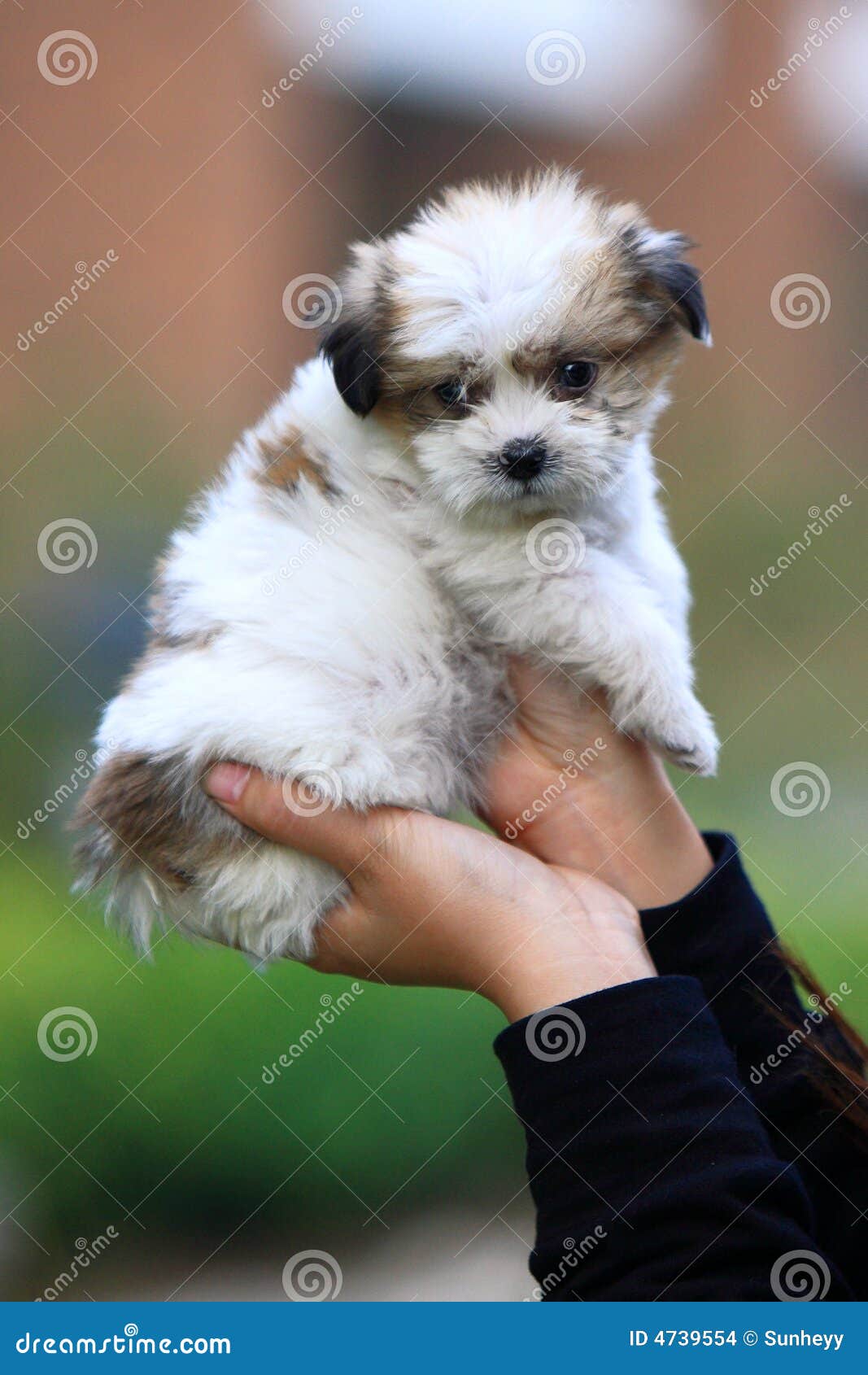 Baby dog in the hands stock photo. Image of white, fear - 4739554