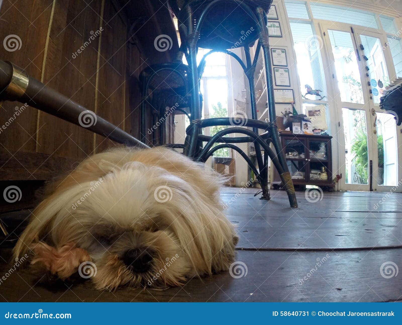 Baby dog sleeping stock image. Image of chisu, home, baby - 58640731