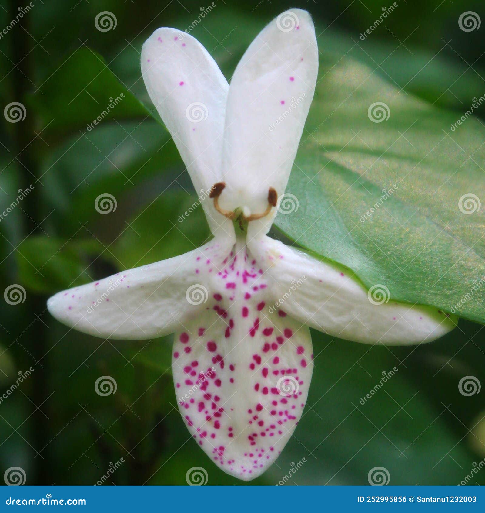 Baby Doll Dancing Doll Flower Stock Photo - Image of lily, petal: 252995856