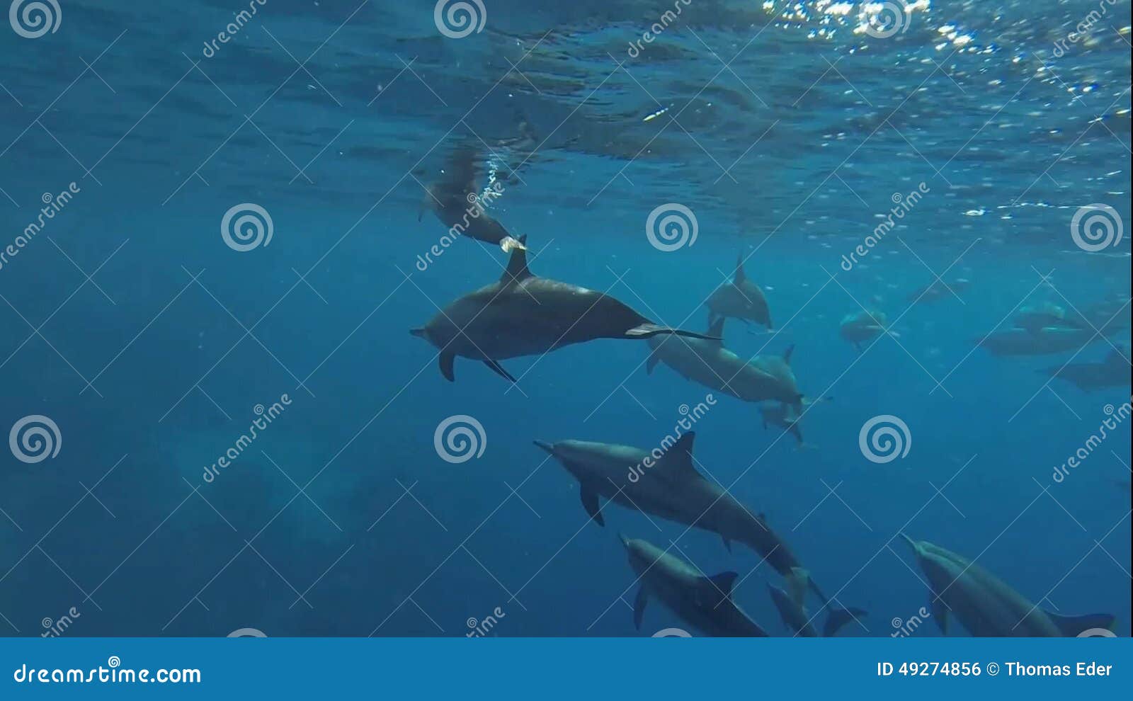 Baby dolphins stock footage. Video of nature, enjoyment - 49274856