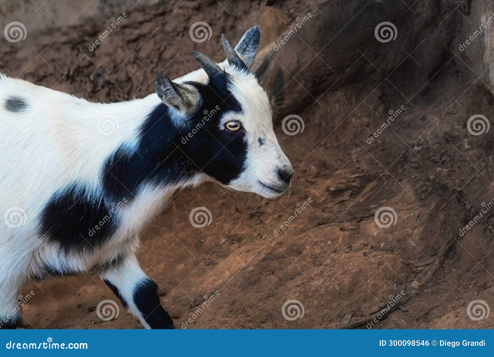 Baby Domestic Goat stock photo. Image of black, antelope - 300098546