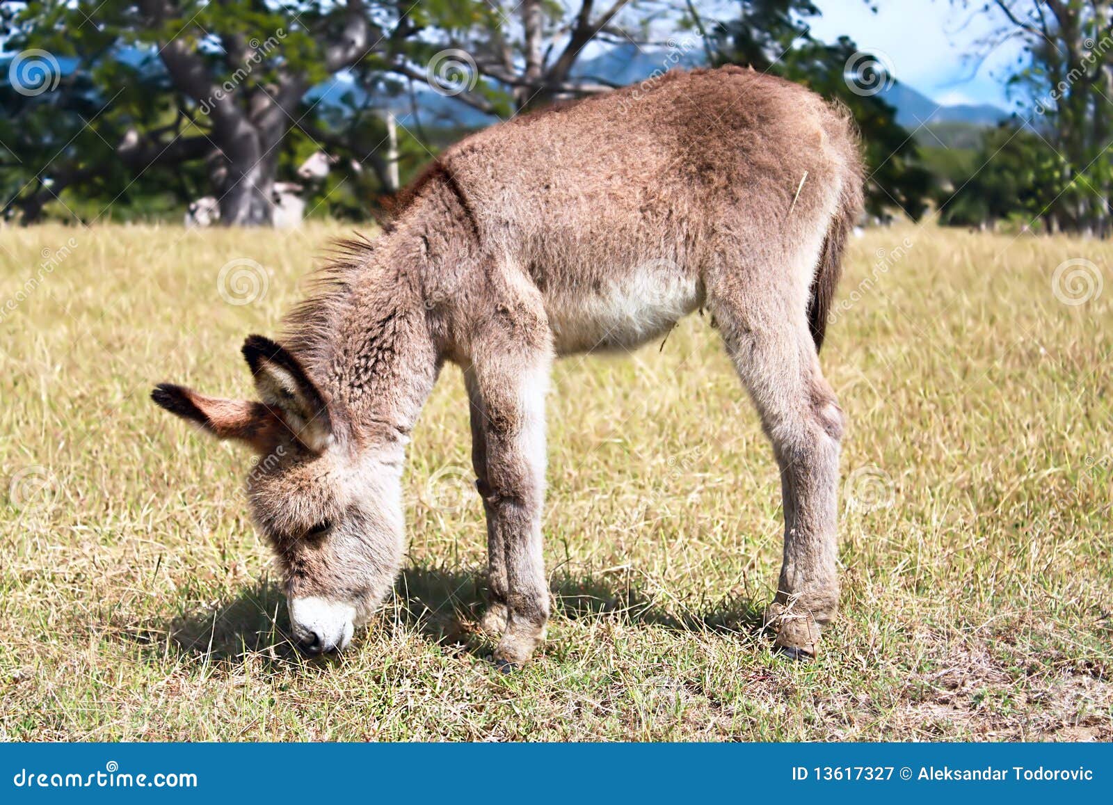 Baby donkey stock image. Image of cuban, nature, child - 13617327