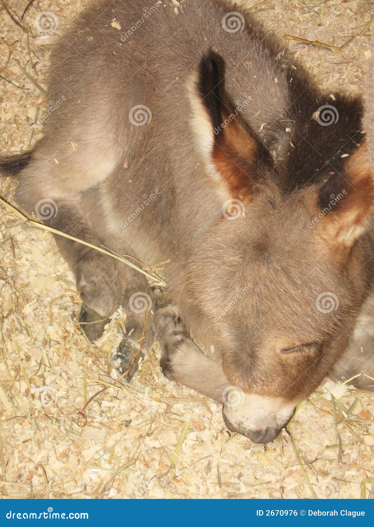 Baby Donkey stock photo. Image of creature, barn, jack - 2670976