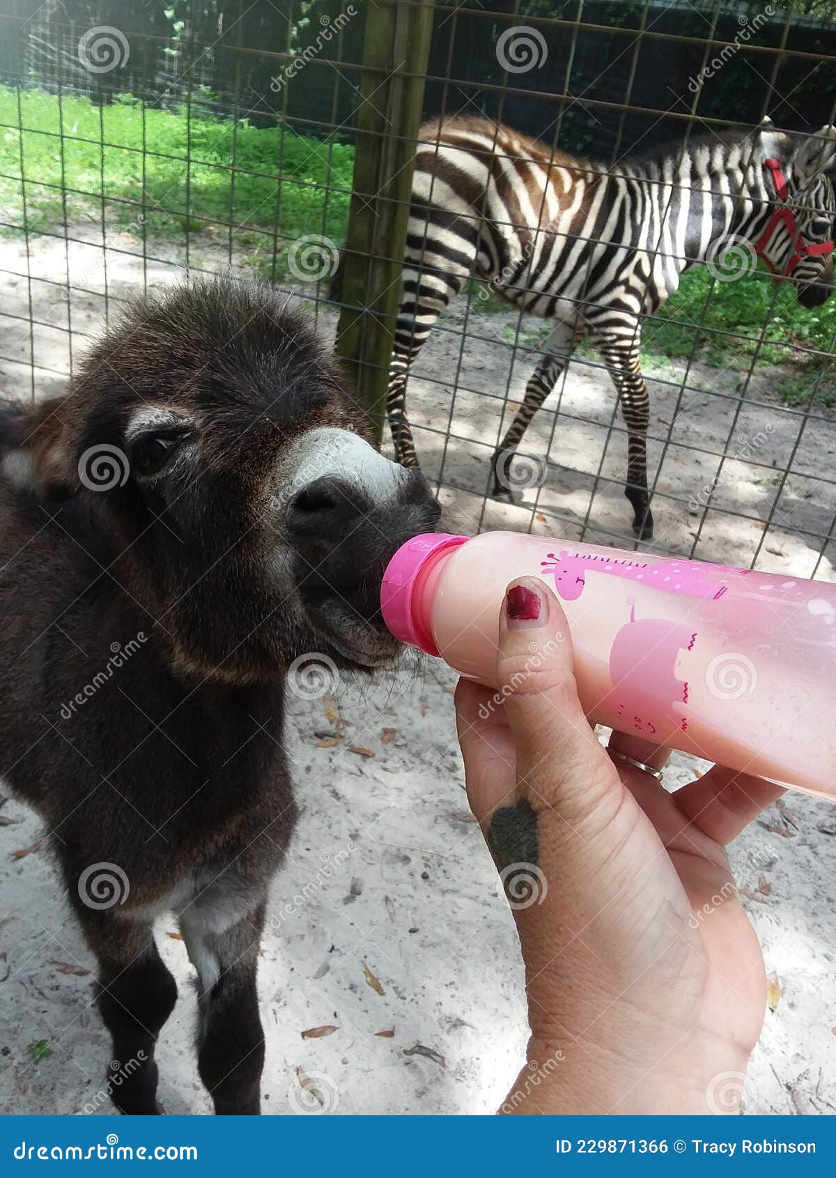 Drinking Donkey At A Watering Place Of Barnyard Stock Photo ...
